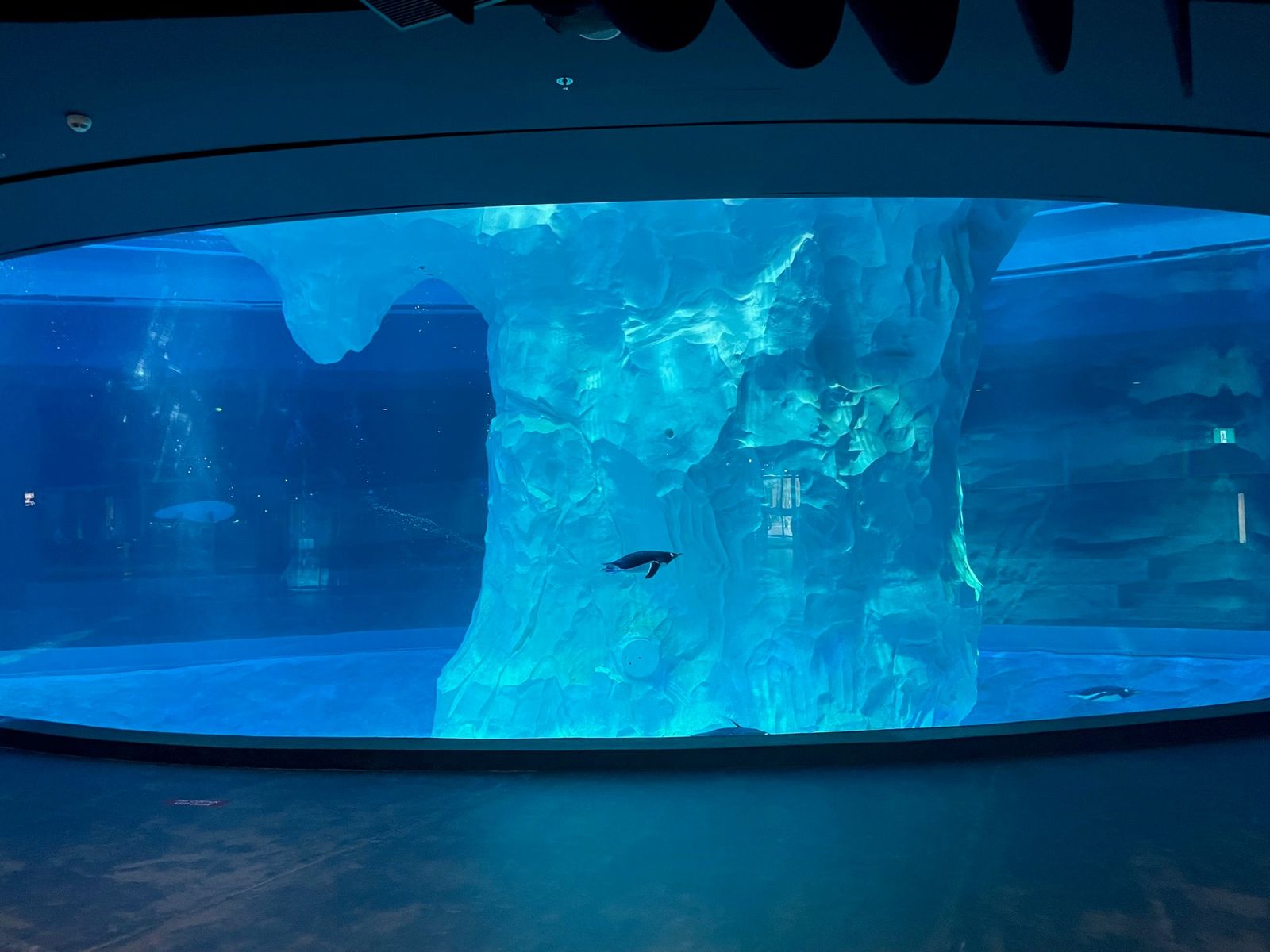 Mandai Bird Paradise - Penguin Exhibition | Pico Play | Attraction ...